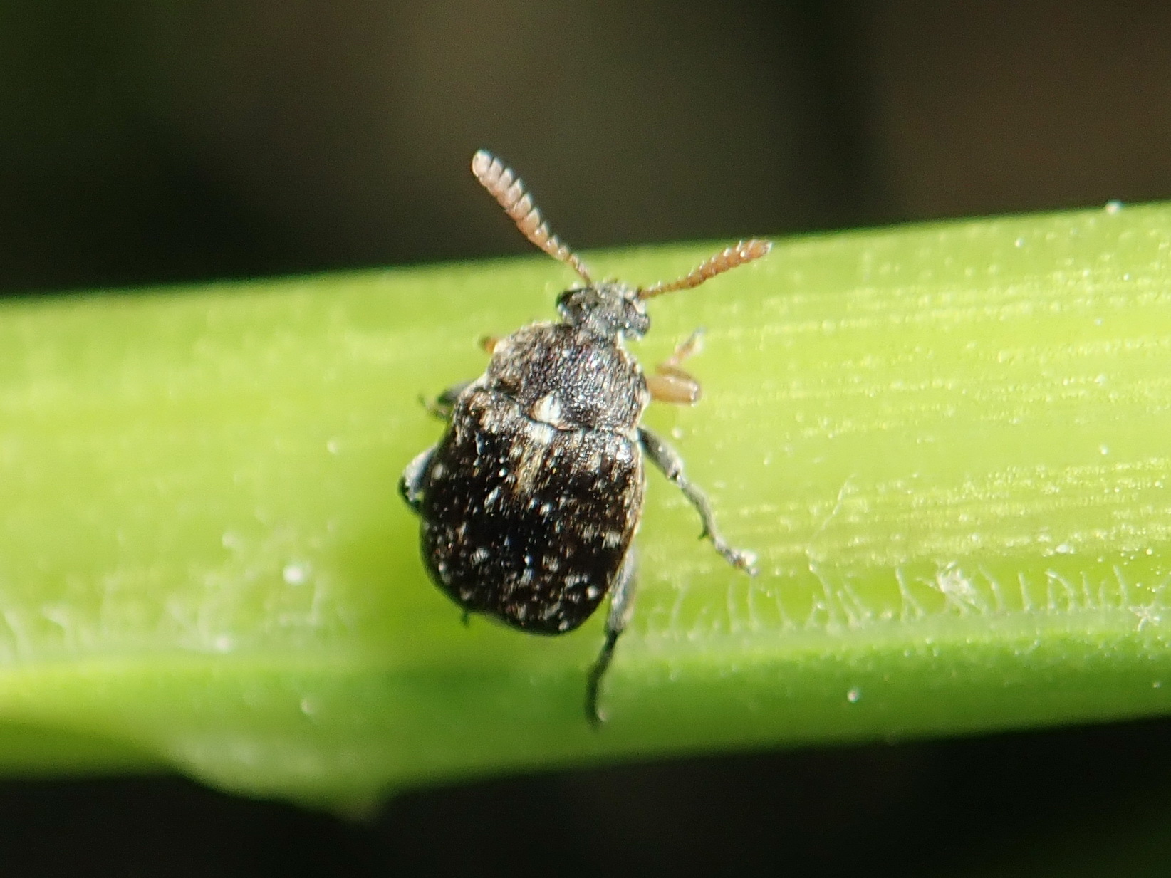 Bruchus brachialis Fåhraeus, 1839
