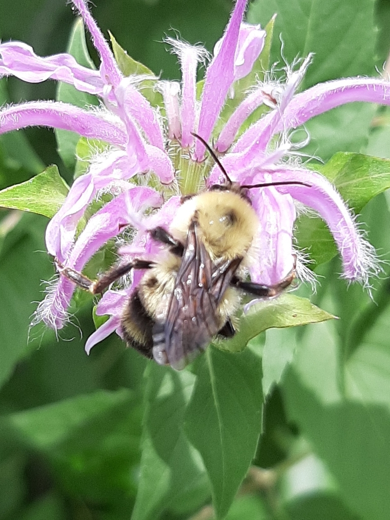 Two-spotted Bumble Bee in June 2021 by Colleen Burgess Crank · iNaturalist