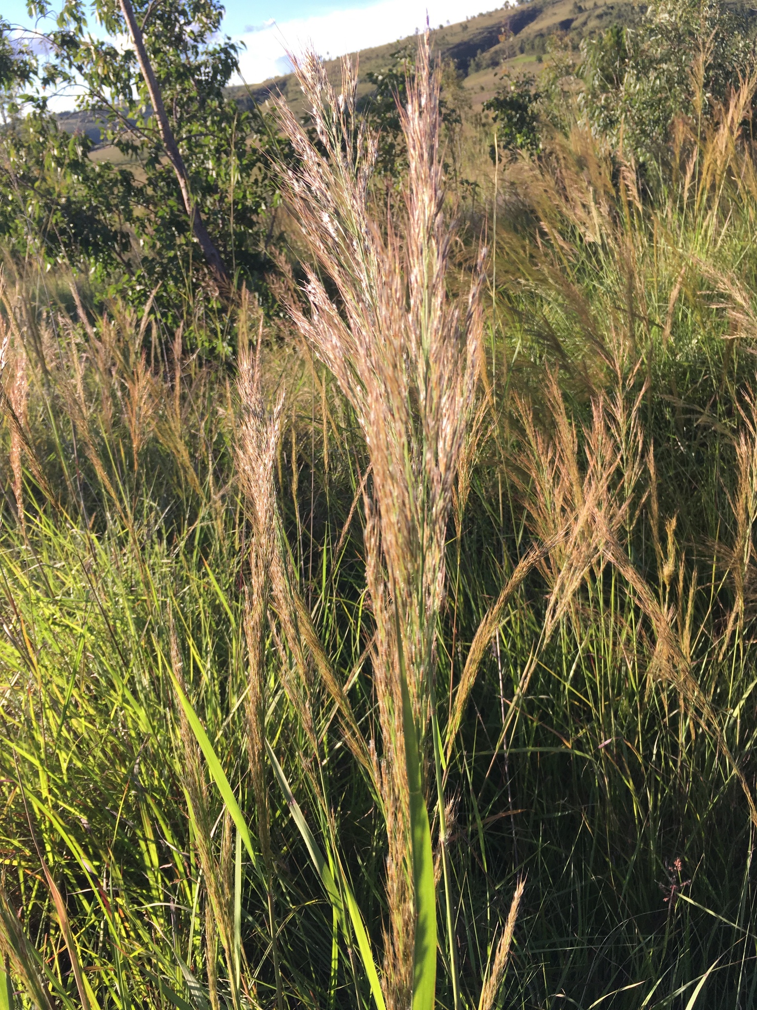 Loudetia simplex (Nees) C.E.Hubb.
