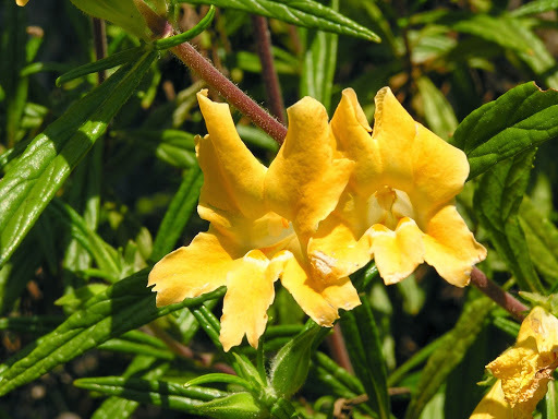 Sticky monkeyflower (Wildflowers of Bouverie Preserve of ACR) · iNaturalist
