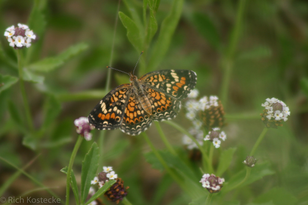 Phaon Crescent from Bell County, TX, USA on May 28, 2005 at 01:37 PM by ...