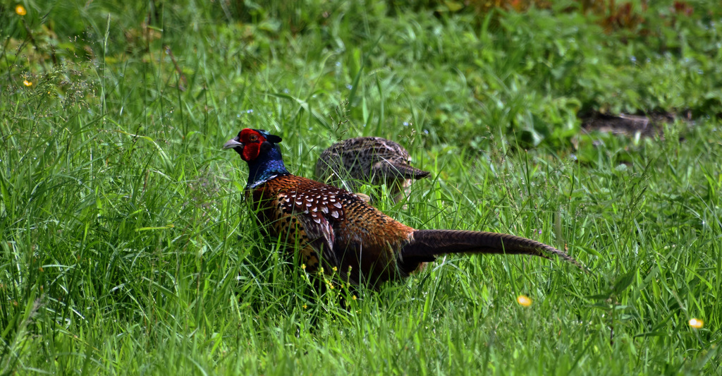 Caucasian Pheasant from Borkum on June 22, 2021 at 11:19 AM by ...