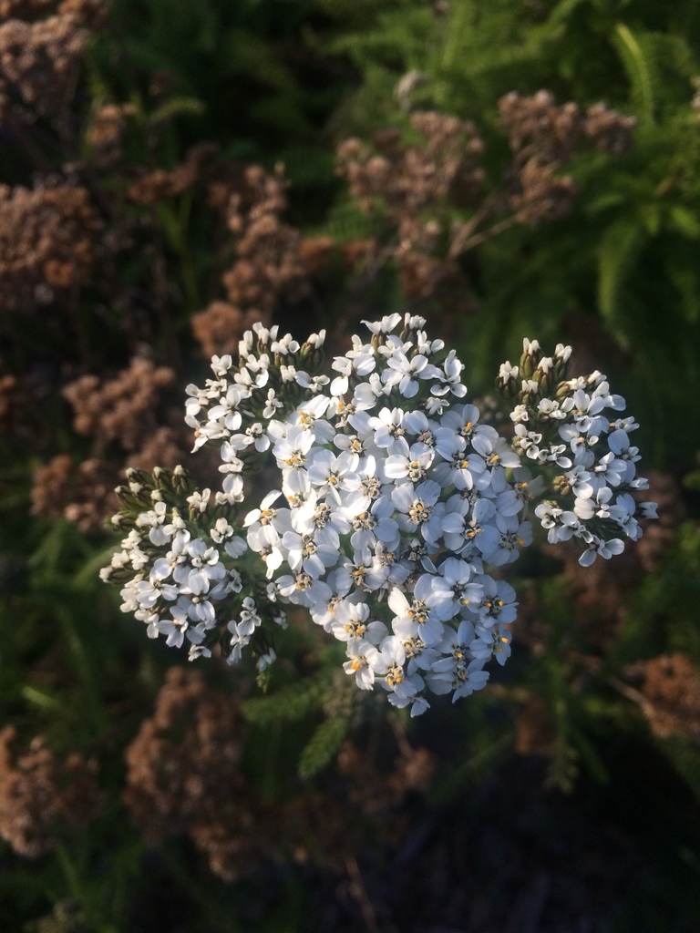 common yarrow from Santa Cruz, CA 95060, Santa Cruz, CA, US on March 02 ...