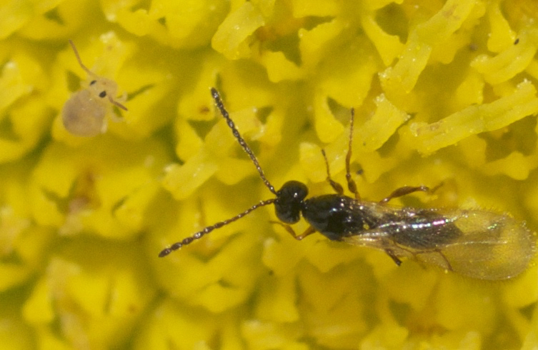 Eucoilidae