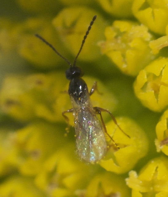 Eucoilidae