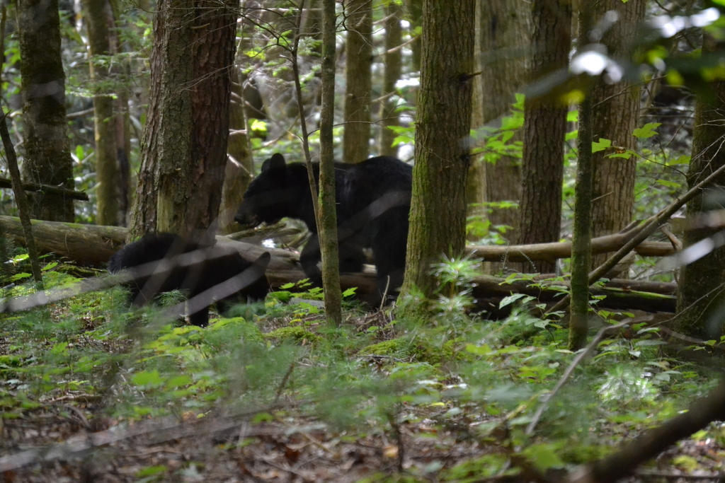 American Black Bear in September 2014 by Nicholas Cowey · iNaturalist