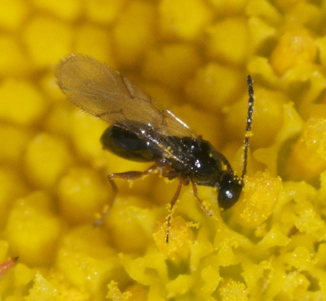 Eucoilidae