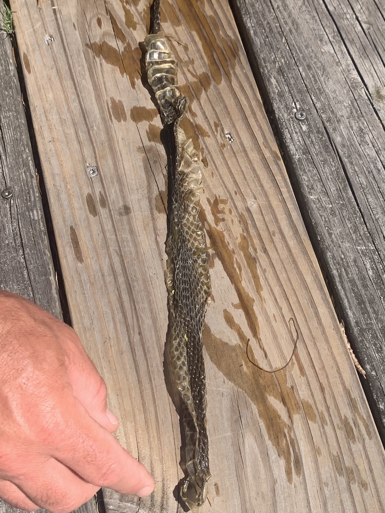 Colubrid Snakes from Club Rd, Corolla, NC, US on June 28, 2021 at 03:32 ...