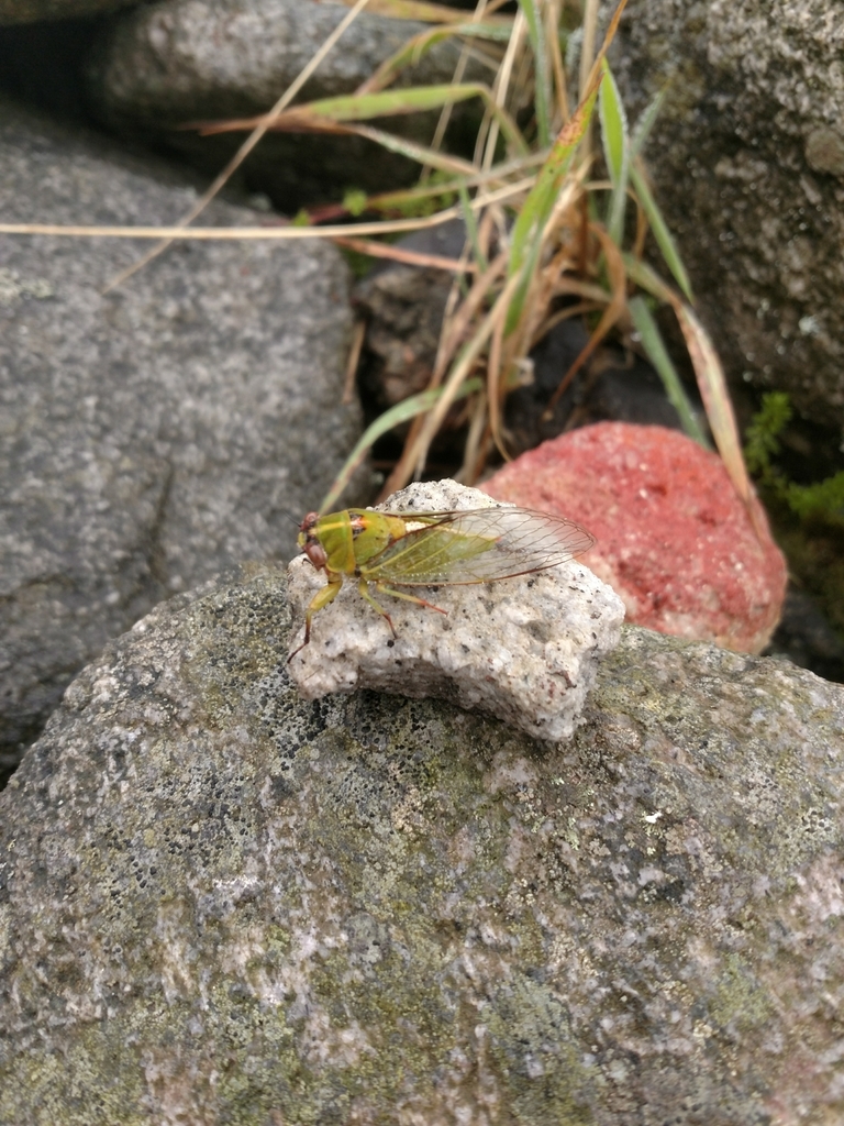 Snoring Cicada from Rotorua, NZ-BP, NZ on March 07, 2018 at 04:16 PM by ...