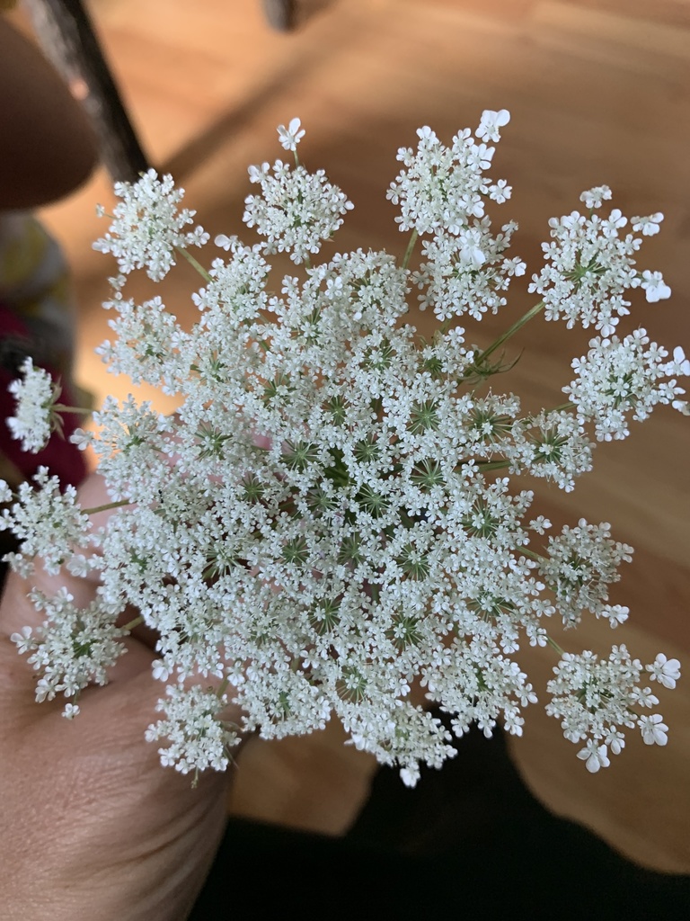 Apioideae from Woodburn Hay Rd, Hopkinsville, KY, US on June 28, 2021 ...