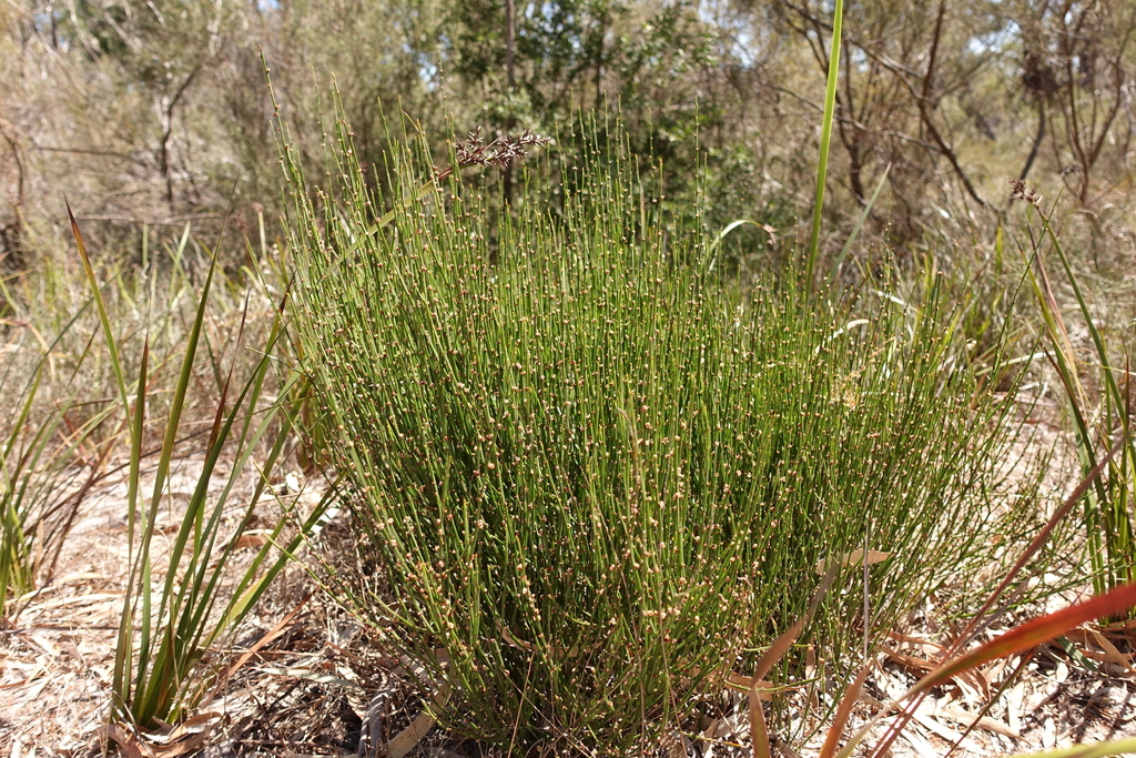 Broom Spurge from Melbourne VIC, Australia on March 06, 2018 at 02:54 ...