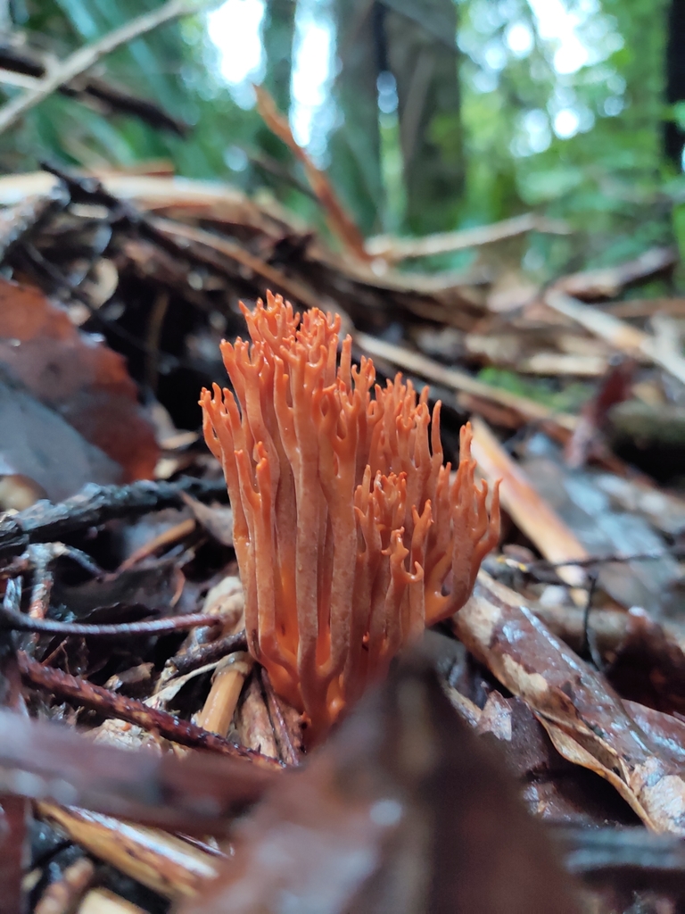 Coral Fungi from Cookson Kauri Walk on June 28, 2021 at 03:33 PM by ...