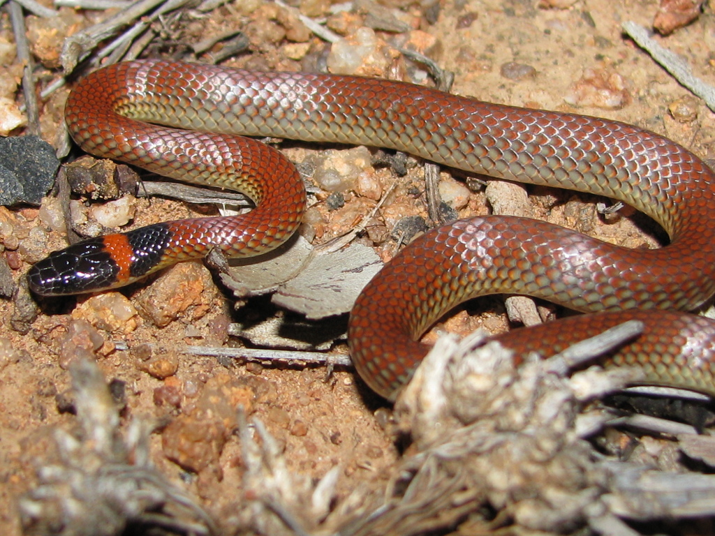 Orange-naped Snake from Mount Surprise QLD 4871, Australia on November ...