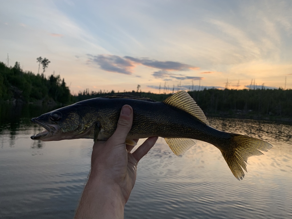 Walleye in June 2021 by adventure_strap_is_on · iNaturalist