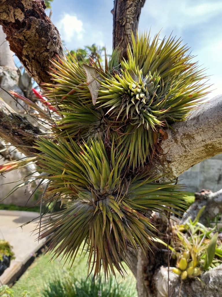 (Tillandsia ionantha stricta) - Botanical Realm