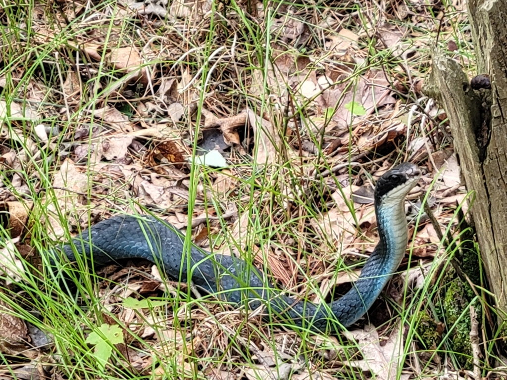 Blue Racer from Brooks Township, MI, USA on June 28, 2021 at 11:12 AM ...
