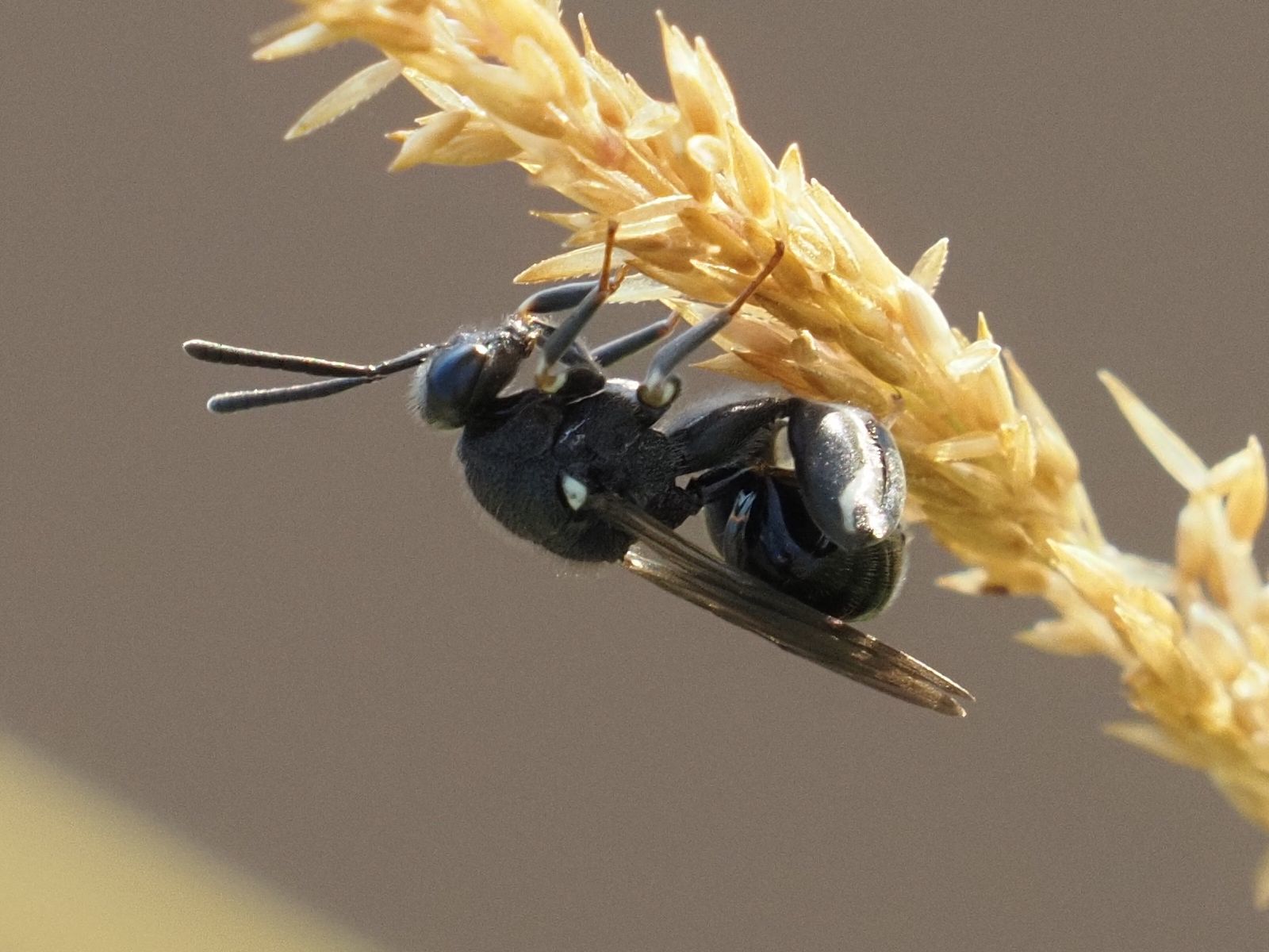 Chalcis biguttata Spinola, 1808