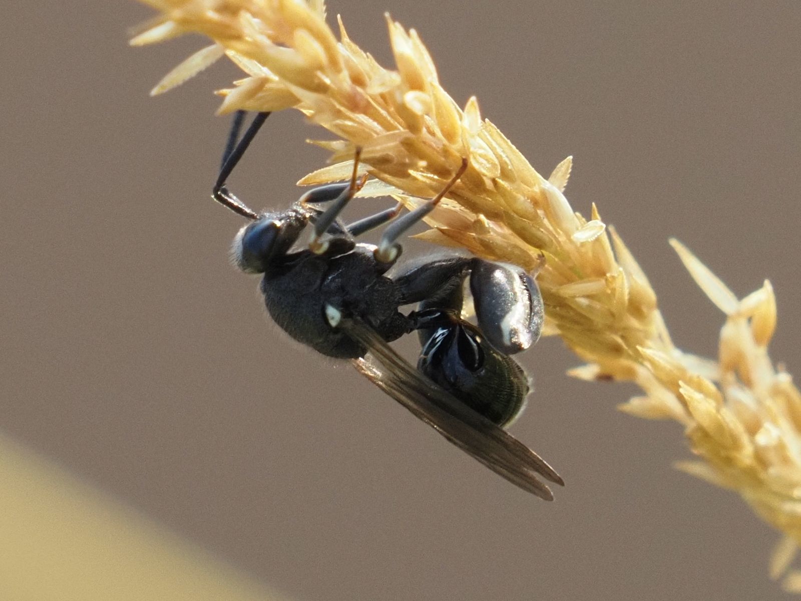 Chalcis biguttata Spinola, 1808