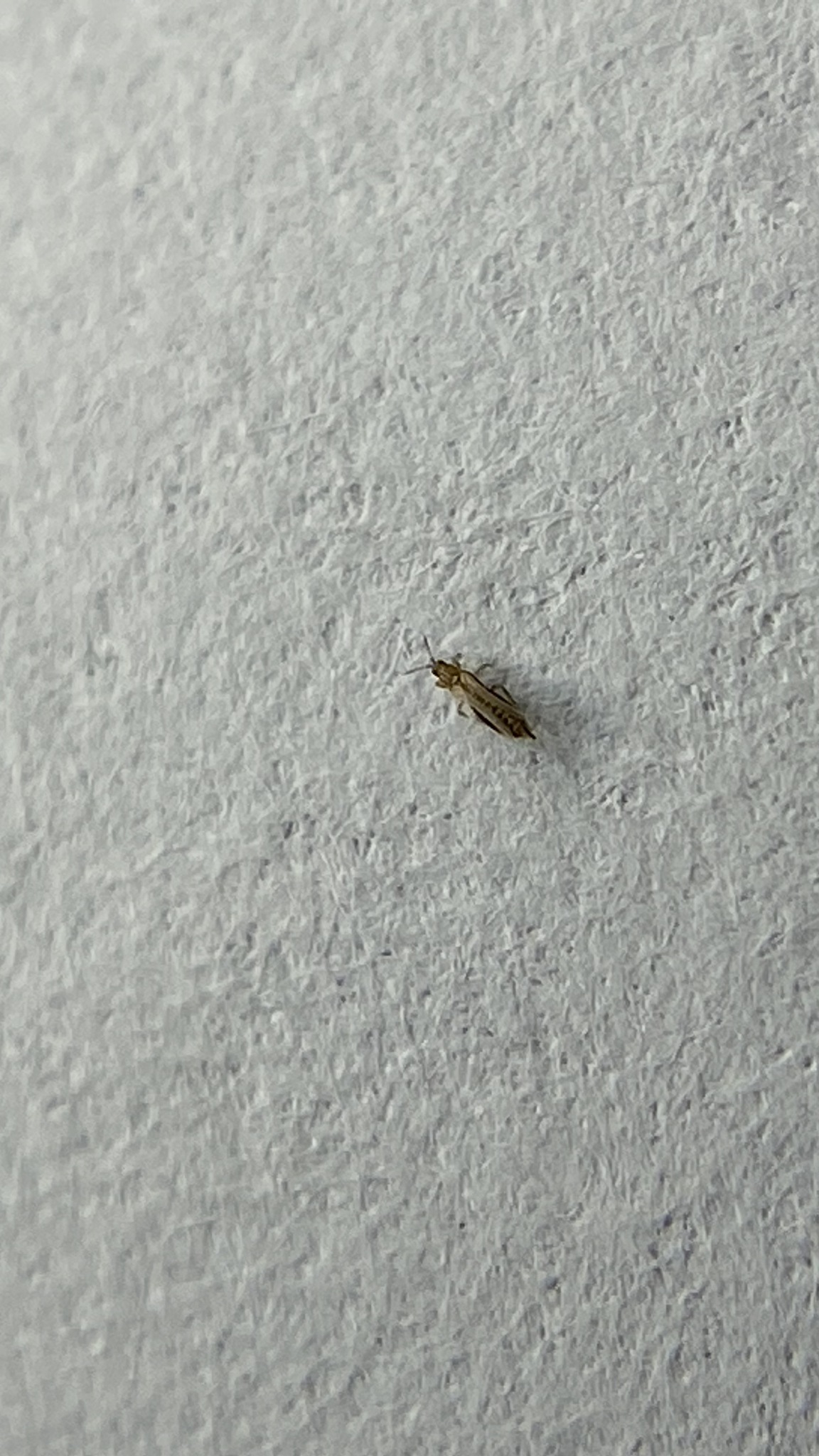 Frankliniella occidentalis (Pergande, 1895)