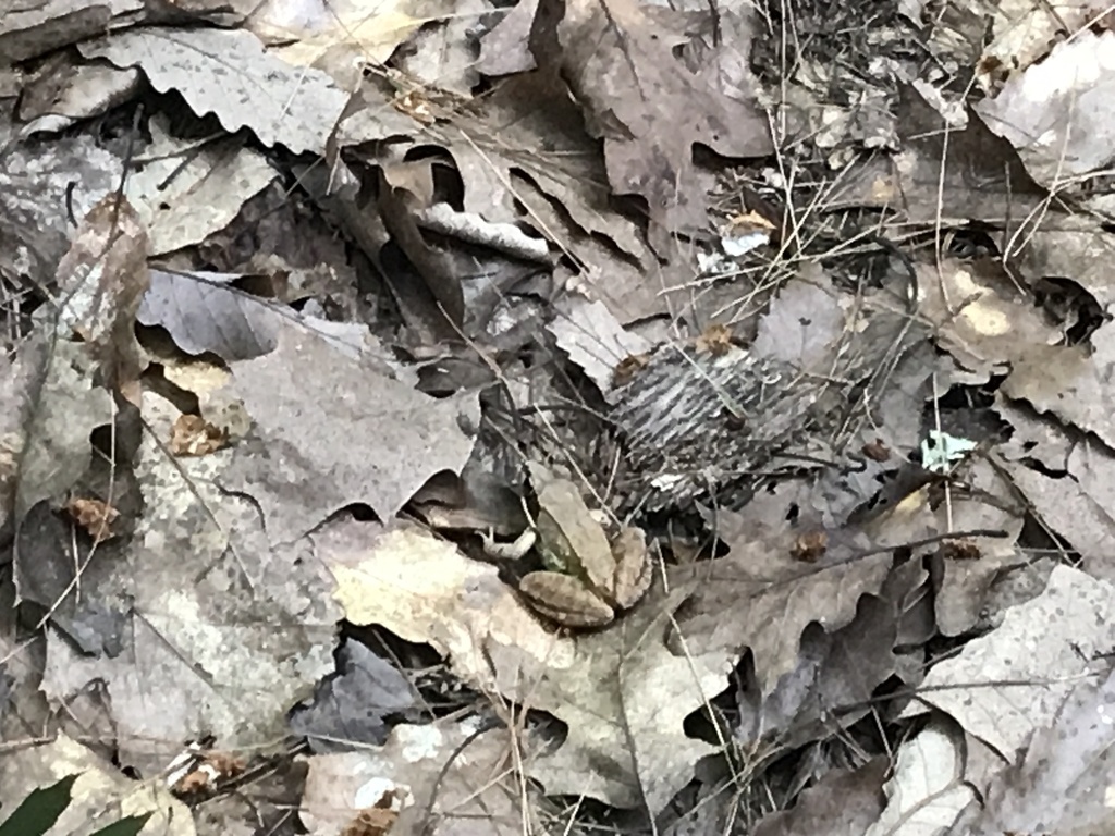 Wood Frog from Hollis, NH, US on June 28, 2021 at 05:57 PM by Pete ...