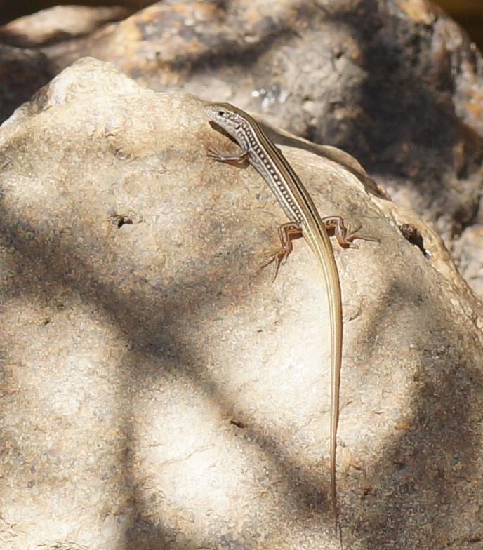 Ctenotus Skinks from Beechworth VIC 3747, Australia on February 28 ...