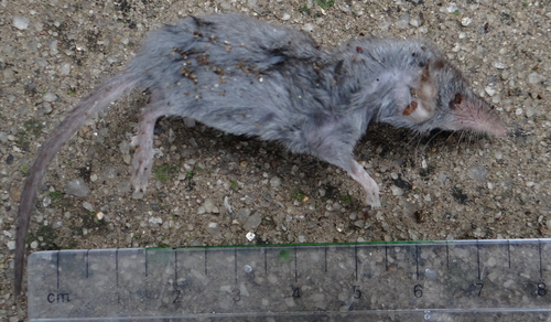 Bicolored Musk Shrew (Trip to zambia mammals ) · iNaturalist