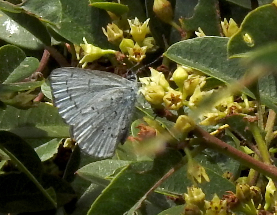 Pacific Azure (Yosemite National Park Butterfly Guide 🦋) · iNaturalist
