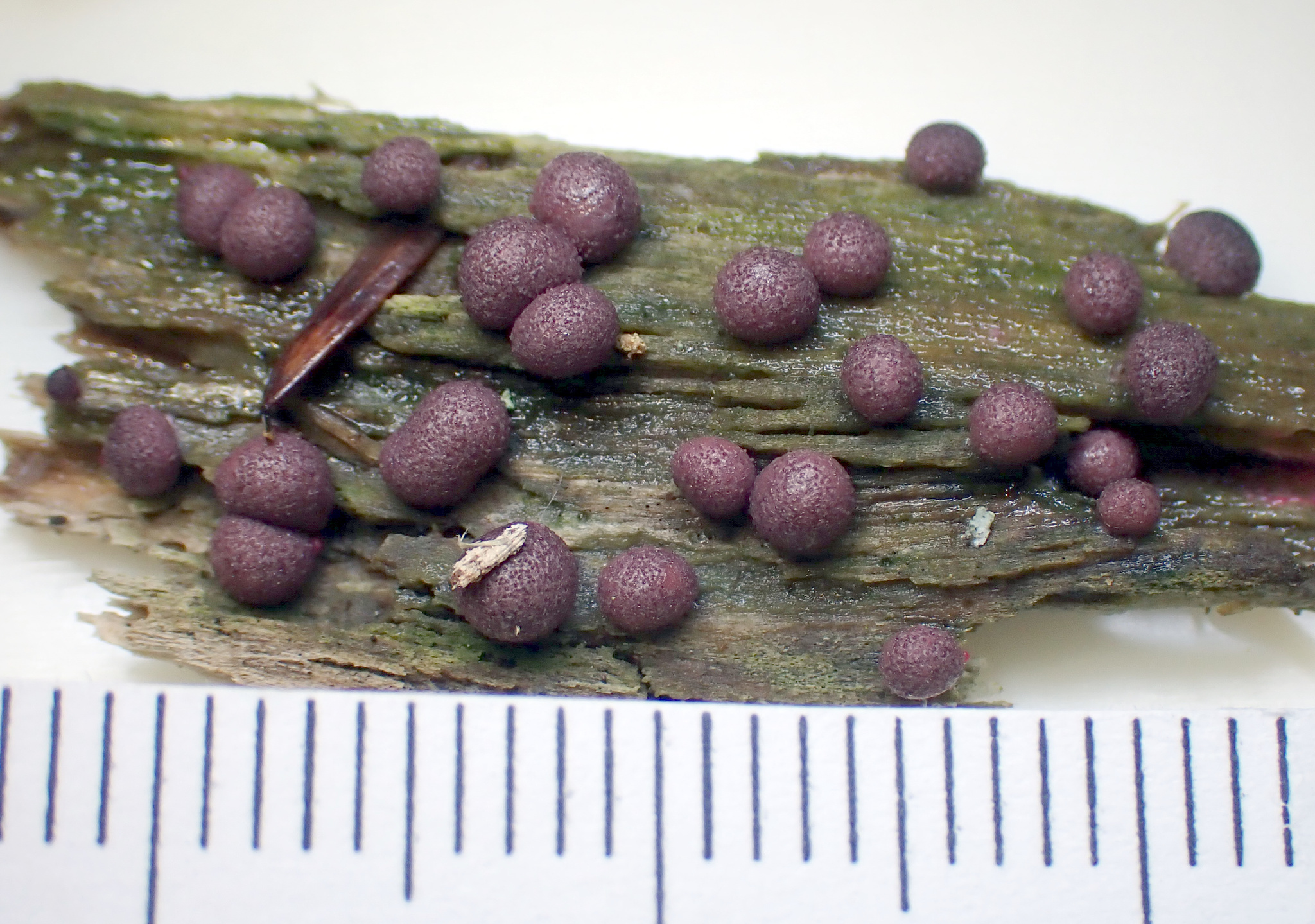 Lycogala exiguum Morgan, 1893