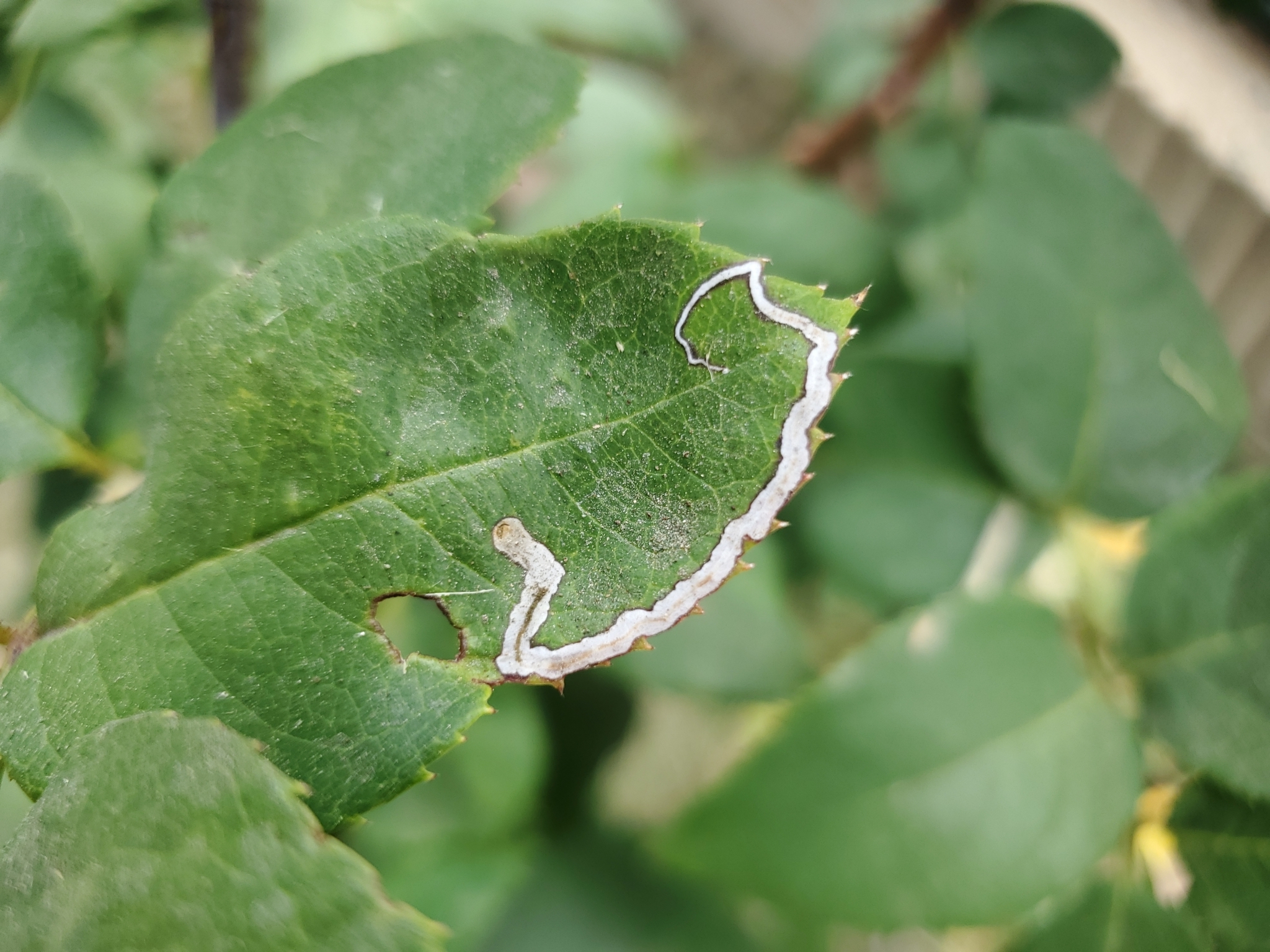 Stigmella centifoliella (Zeller, 1848) Beirne, 1945