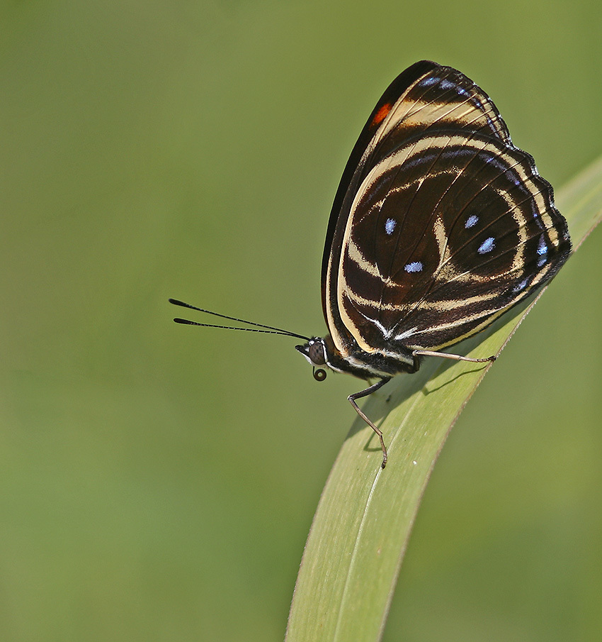 Callicore texa loxicha from Santa María Huatulco, Oax., Mexico on ...