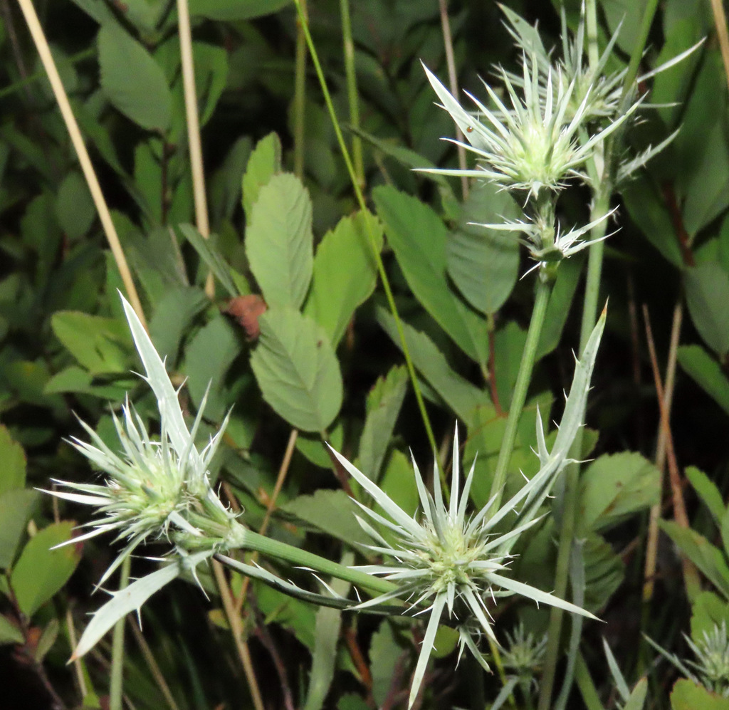 Oregon Coyote-Thistle (Eryngium petiolatum) - Botanical Realm