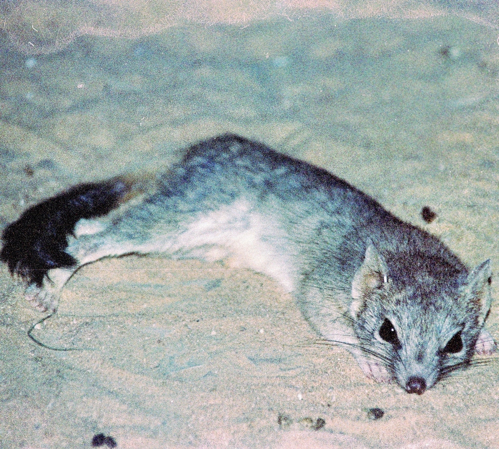 Kowari (Dasyuroides byrnei) - Know Your Mammals