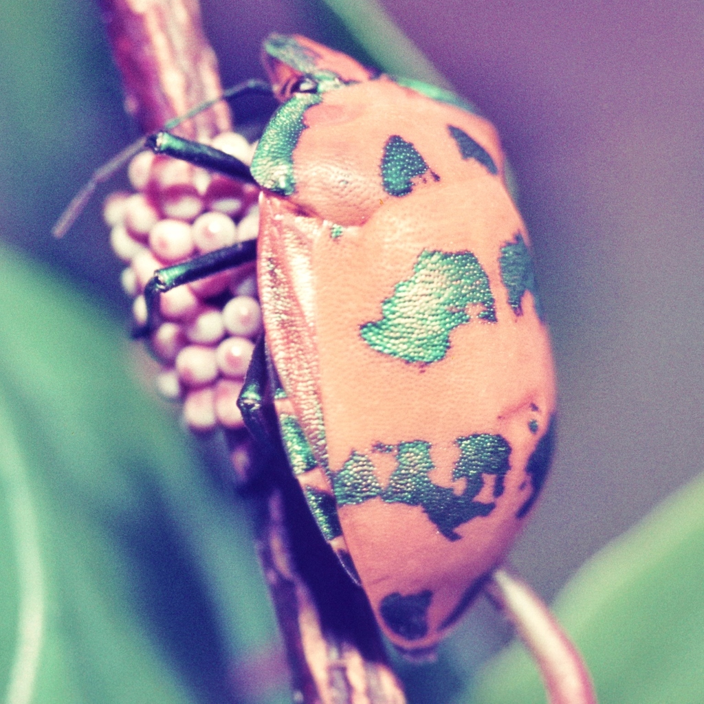 Hibiscus Harlequin Bug from Ormiston, Queensland, Australia on December ...
