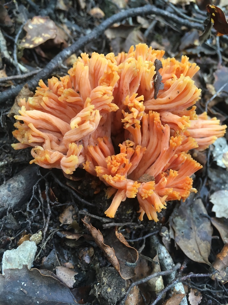 Coral Fungi from Tasman, NZ-NE, NZ on March 05, 2018 at 01:56 PM by ...