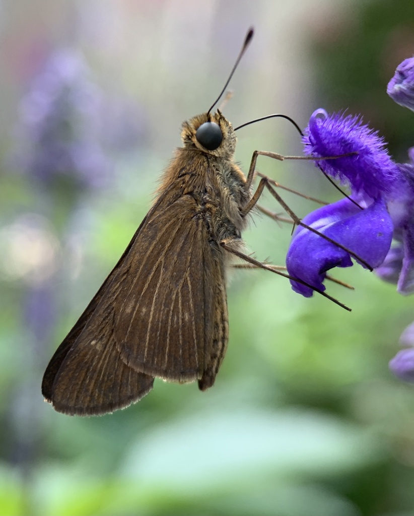 Ocola Skipper from NW 38th St, Gainesville, FL, US on June 27, 2021 at 11:30 AM by Thomas Irvine ...