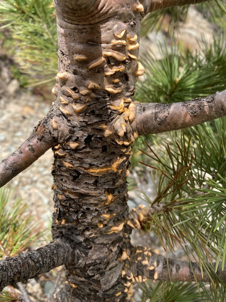white pine blister rust from Waterton Lakes National Park, Waterton ...