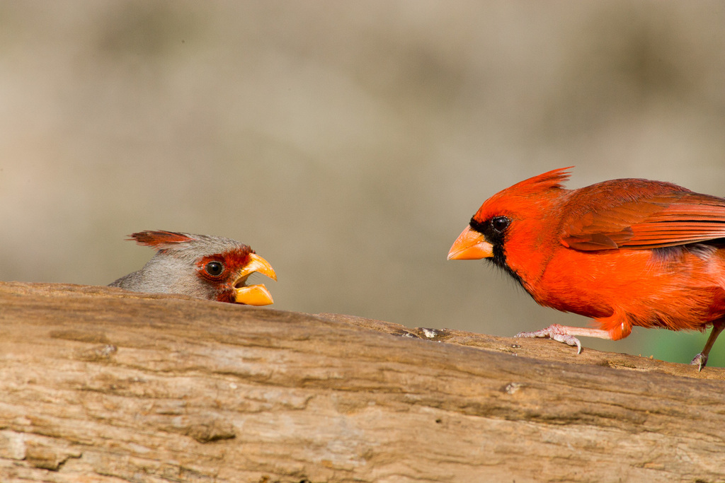 Typical Cardinals (Cardinalis) - Avian Discovery