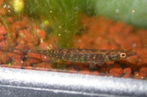 Toothpick Fish (Indostomus paradoxus) - Marine Life Identification