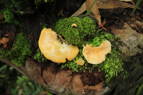 Crepidotus brunswickianus (Hongos de la zona central de Chile ...