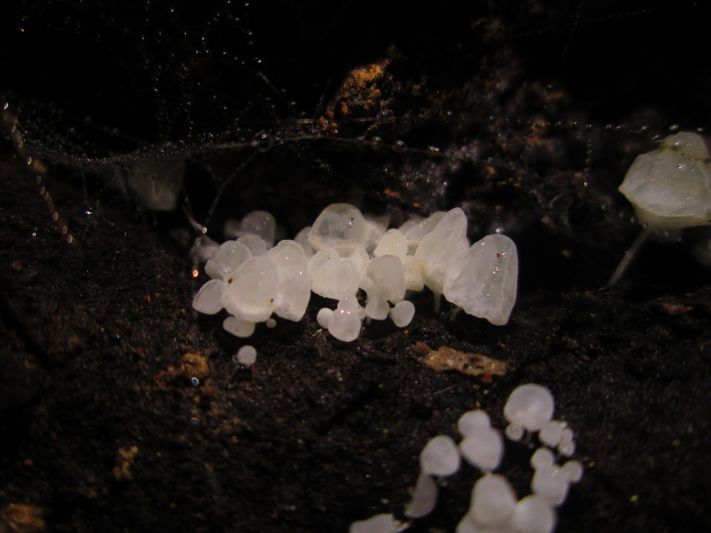 Physalacria from Talca, Maule, Chile on June 14, 2018 at 02:29 PM by ...