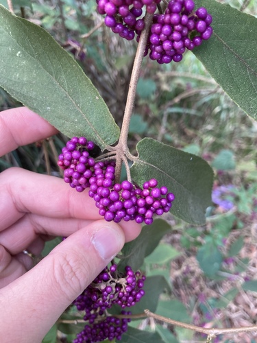Callicarpa rubella · Naturalista Costa Rica