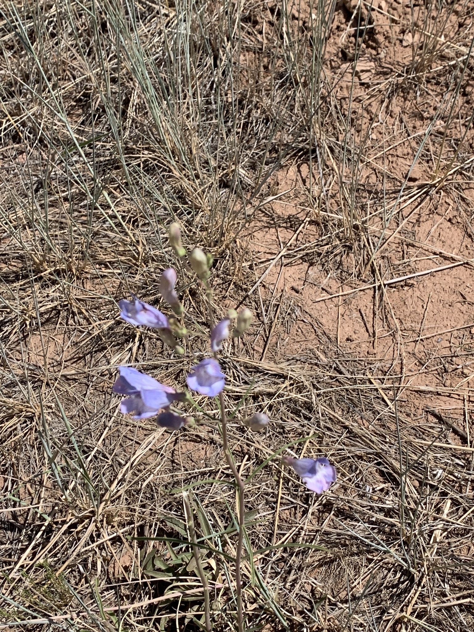 Penstemon comarrhenus A.Gray