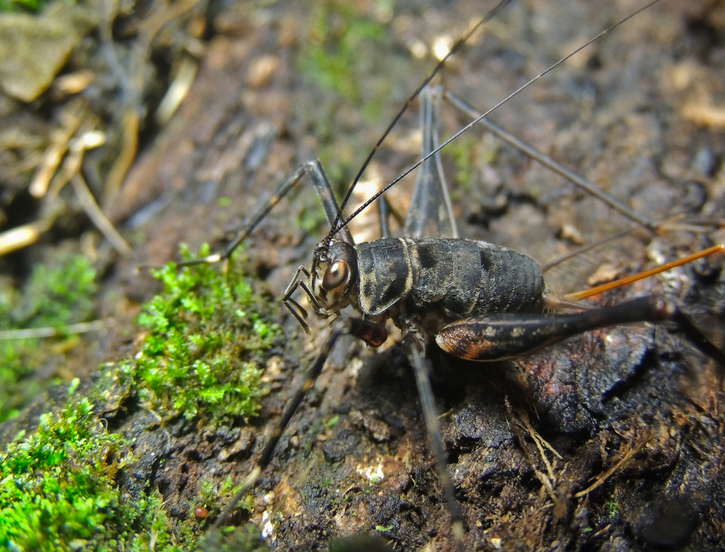 Spider Crickets and Allies from Purires, San José, Atenas, Costa Rica ...