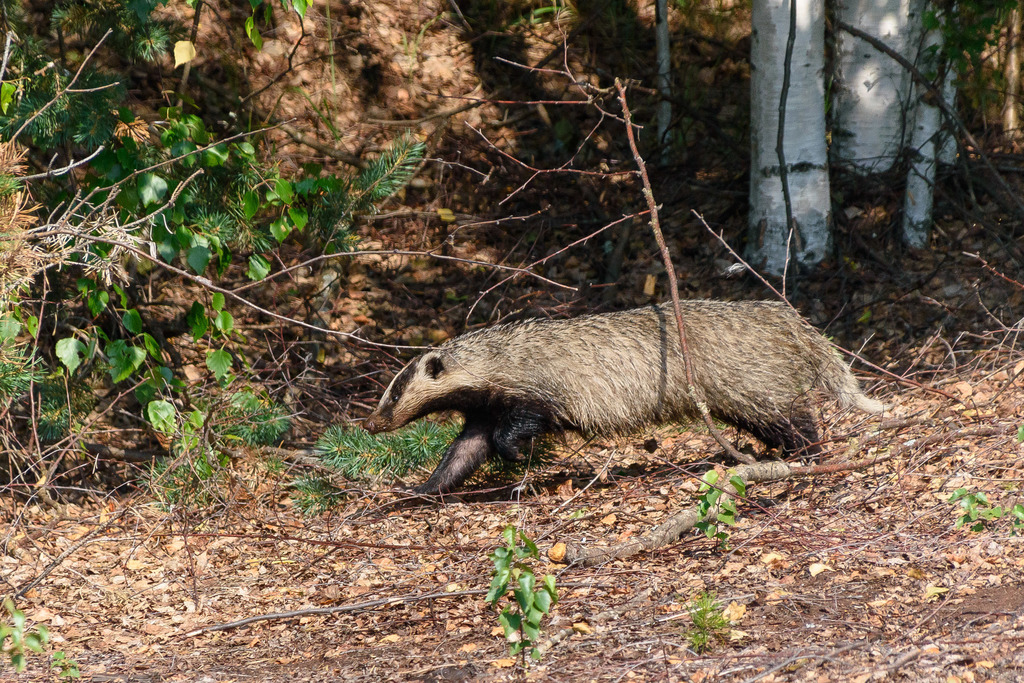 Asian Badger (Meles leucurus) - Know Your Mammals