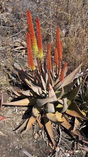 Aloe petricola · NaturaLista Colombia