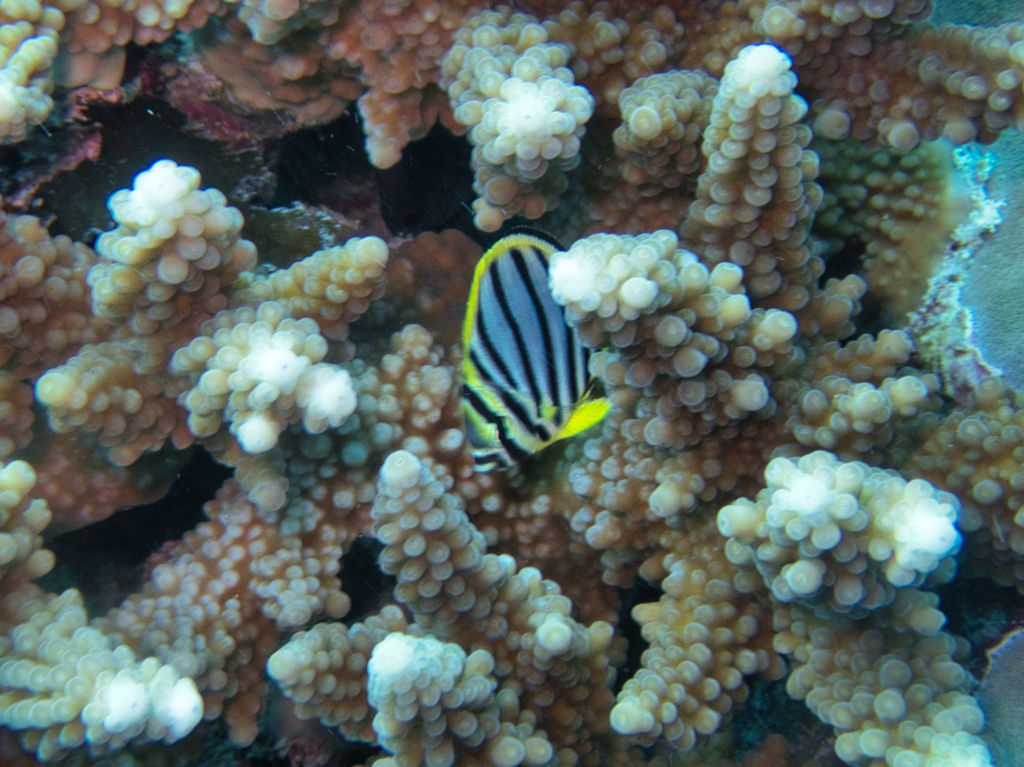 Meyer's Butterflyfish from Alifu Dhaalu Atoll, Maldives on May 18, 2021 ...