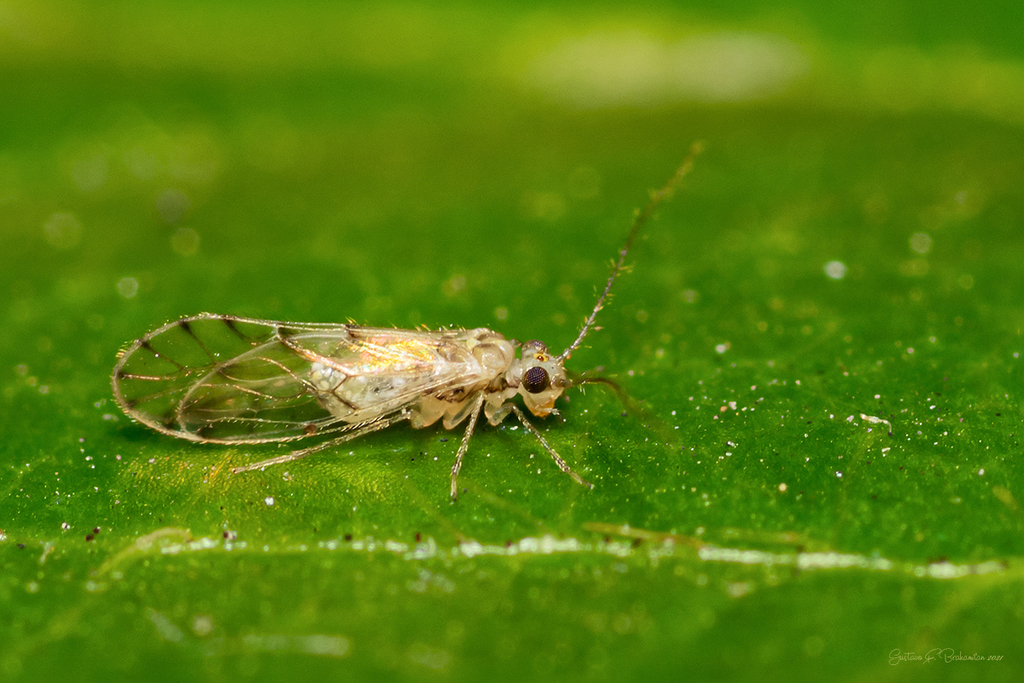 Lash-faced Barklice from Almagro, CABA, Argentina on June 25, 2021 at ...