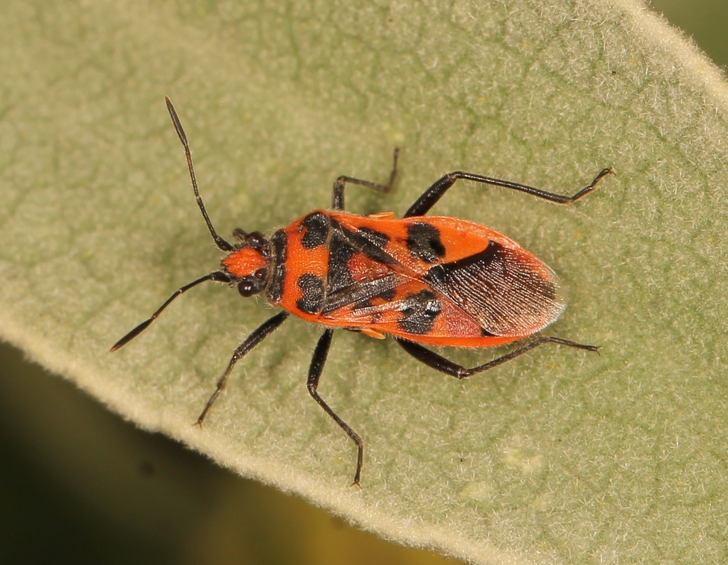 Spotted Firebug (London’s Animals) · iNaturalist