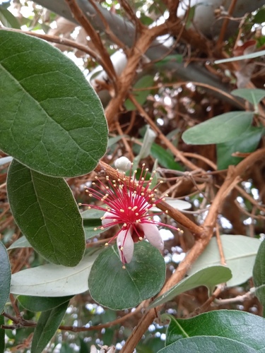 Genus Feijoa · iNaturalist United Kingdom