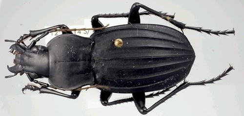 Genus Eucamptognathus · iNaturalist